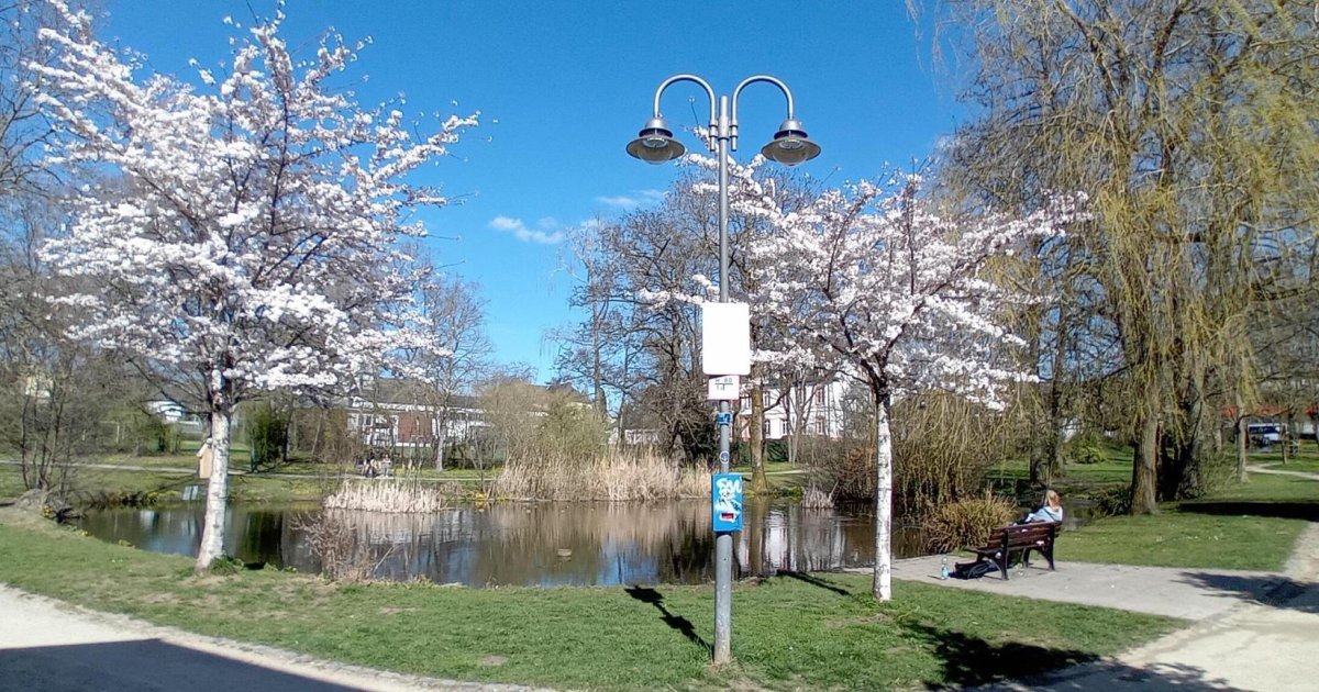 Kirschblütenpracht im Waisenhauspark | Stadt Bitburg